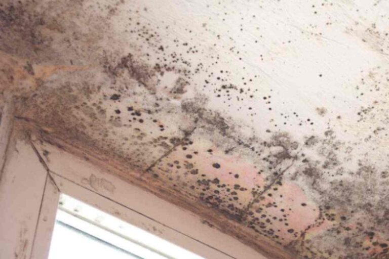 Muffa in casa, ti basta posizionare queste piante qui e te ne scordi ...